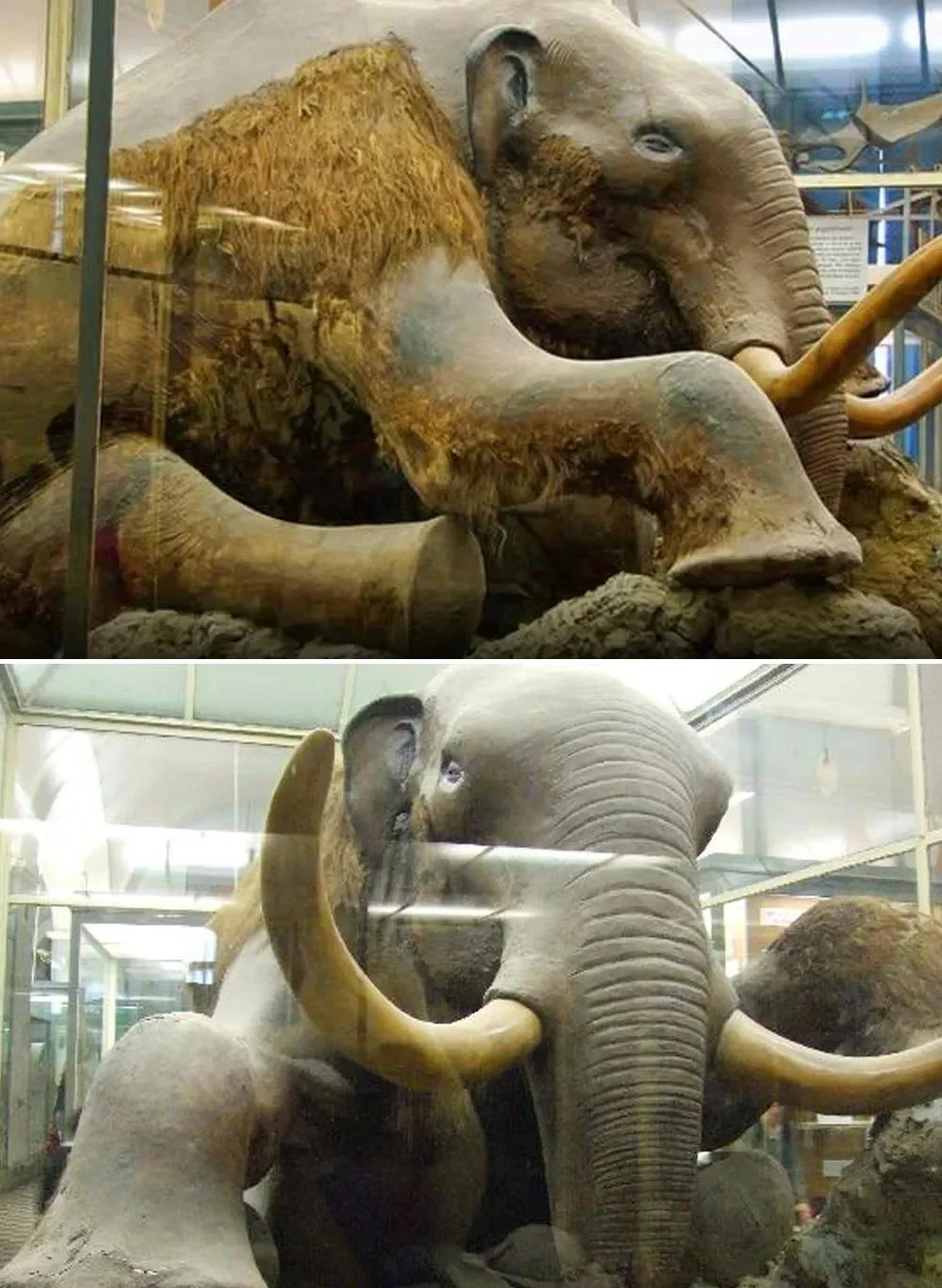 Perfectly Preserved for 44,000 Years: What Froze the Mammoth in an Instant?